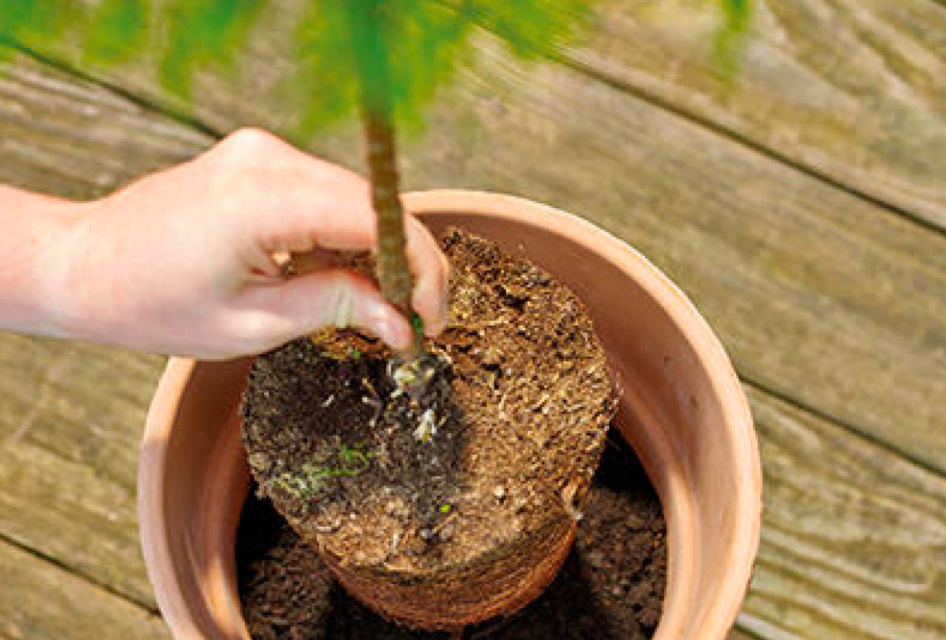 HOW TO POT A PLANT - Soendgen Keramik